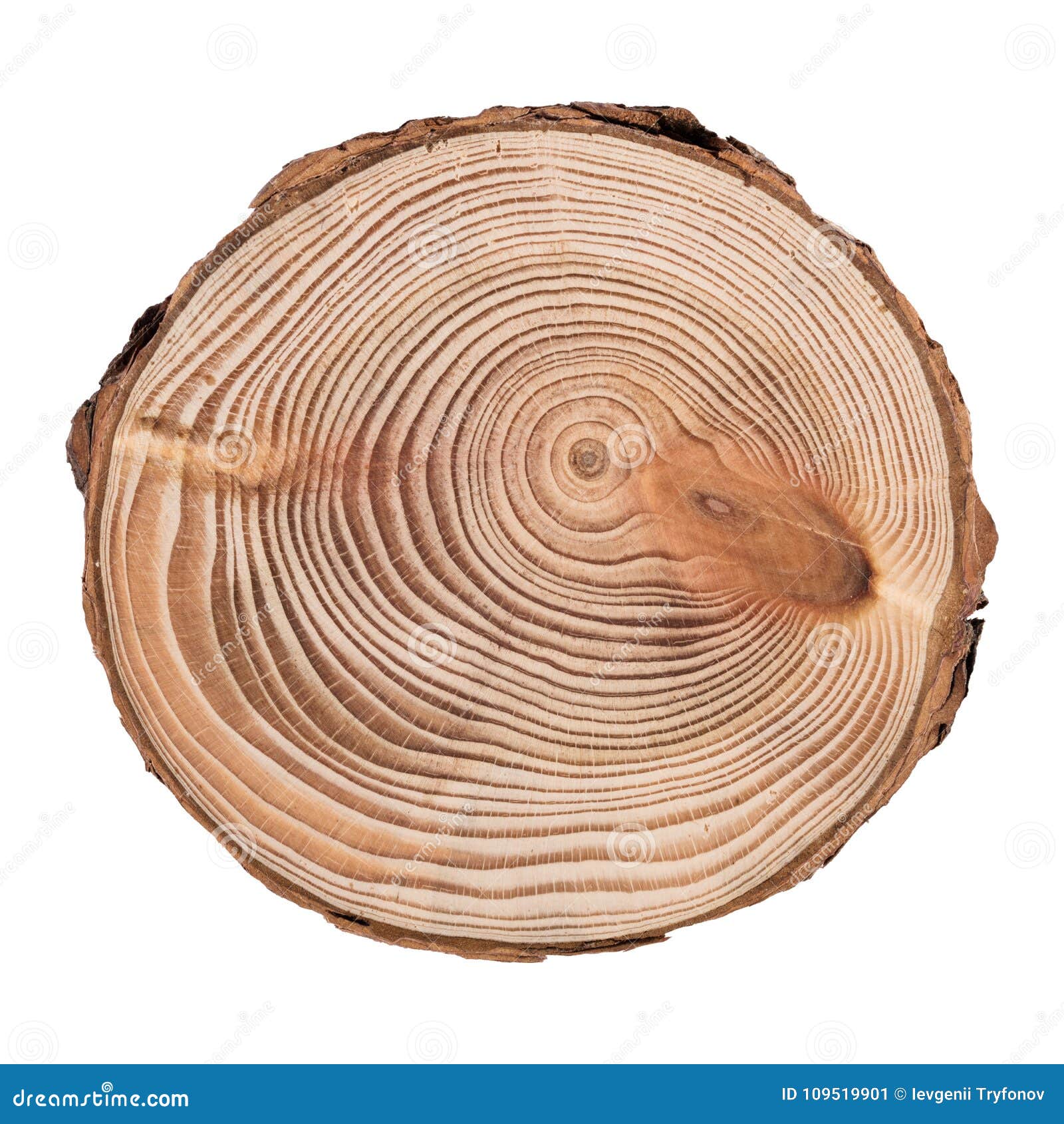 Larch Cross Section of Tree Trunk Showing Rings Isolated on White ... Larch Cross Section of Tree Trunk Showing Rings Isolated on White ...