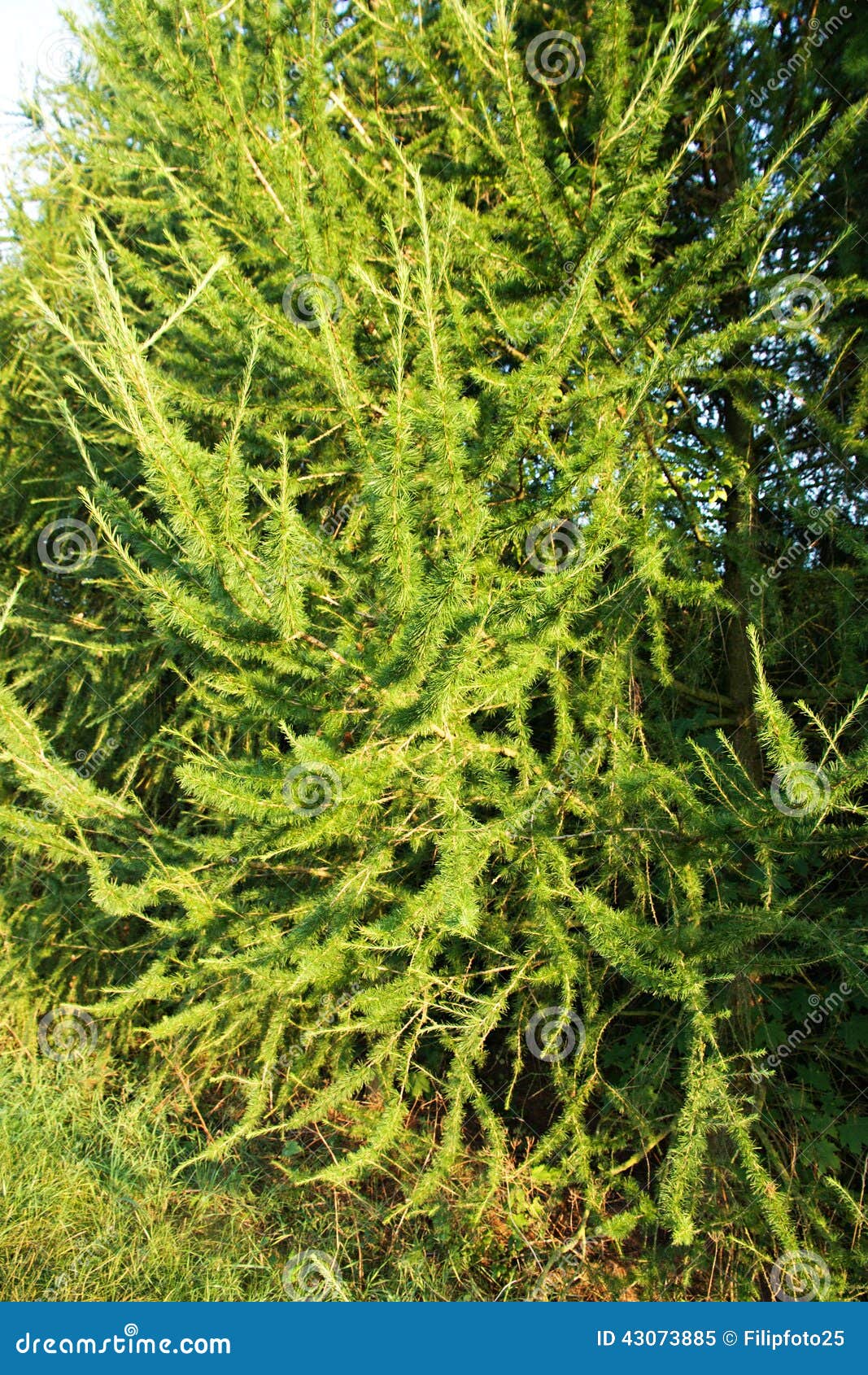 Larch stock image. Image of field, larch, path, rural - 43073885