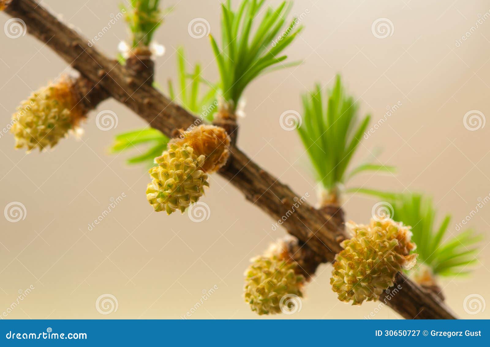 Larch flower stock image. Image of larix, macro, bumblebee - 30650727