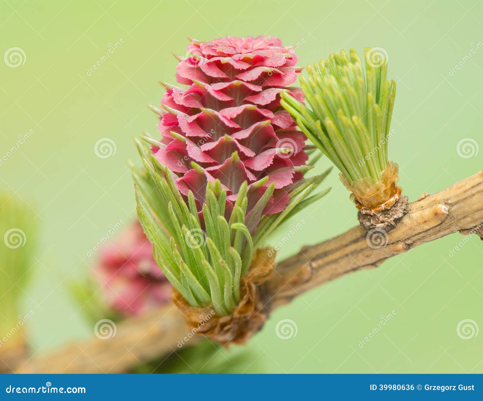 Larch flower stock photo. Image of tree, flower, beautiful - 39980636