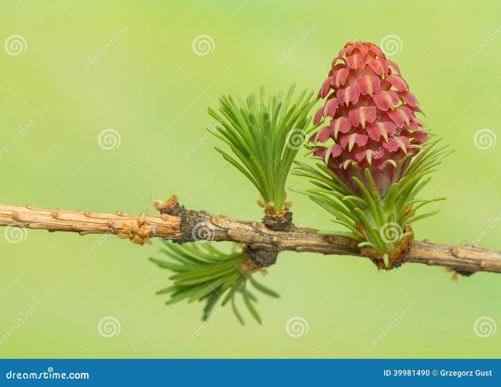 Larch flower stock photo. Image of closeup, pollen, reproduction - 39981490