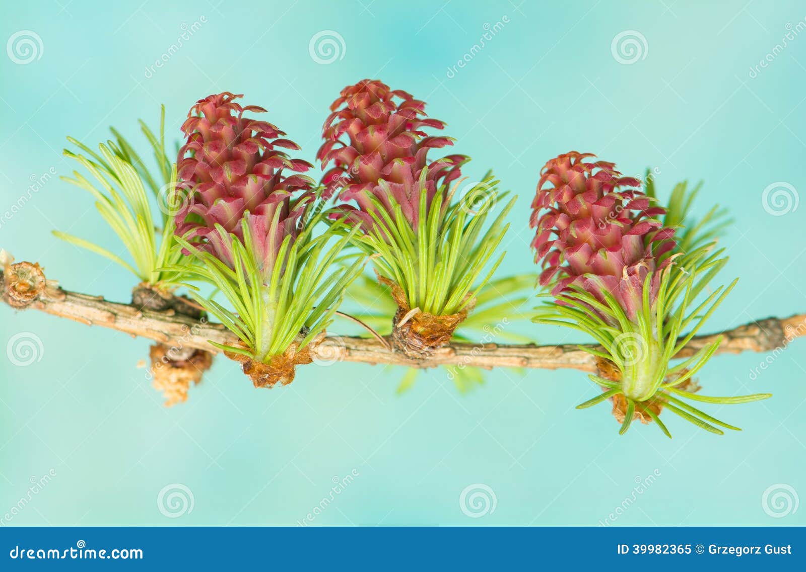Larch flower stock image. Image of flower, brown, larix - 39982365