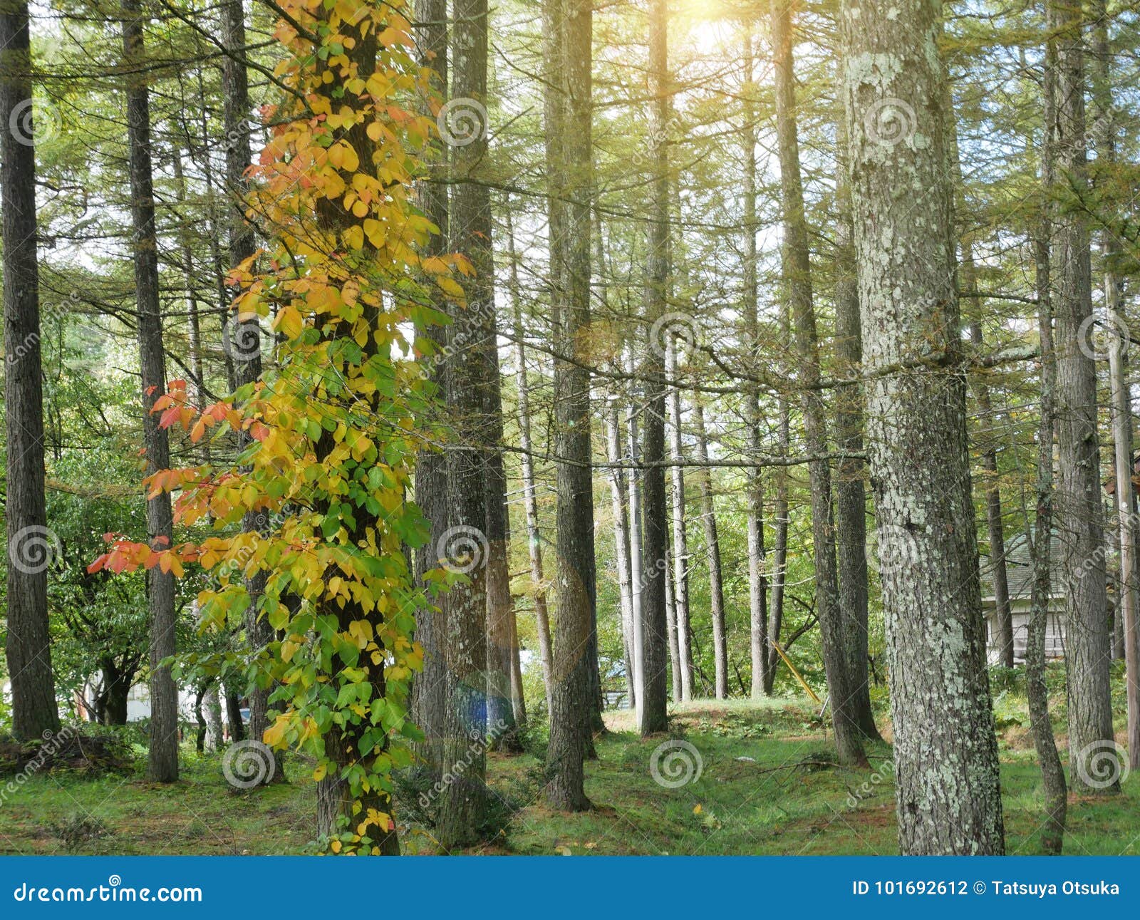 Larch forest in fall stock photo. Image of forest, yellow - 101692612