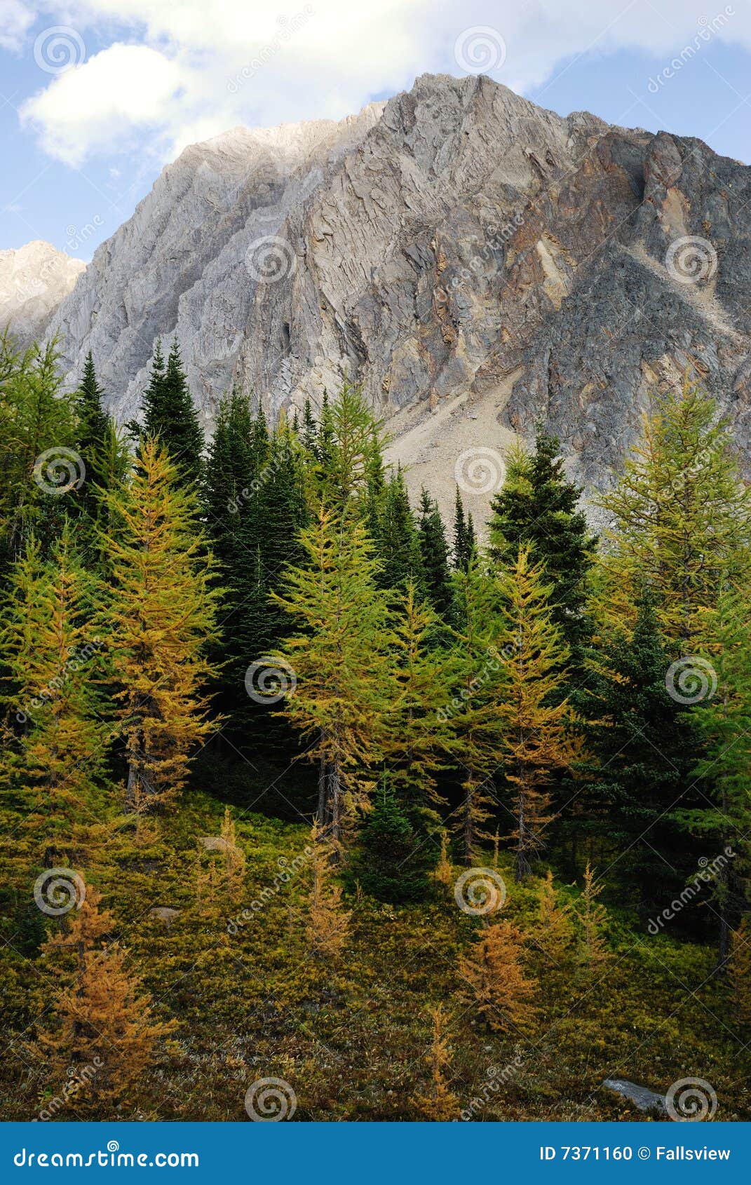Larch forest and mountain stock photo. Image of mixed - 7371160
