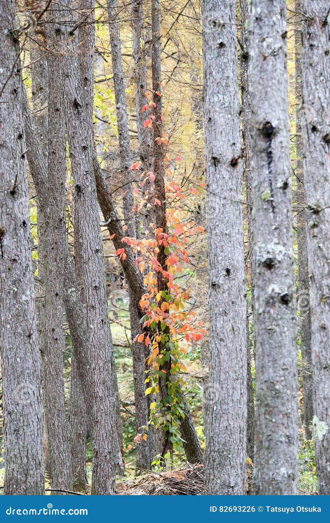 Larch forest stock photo. Image of plateau, glory, green - 82693226