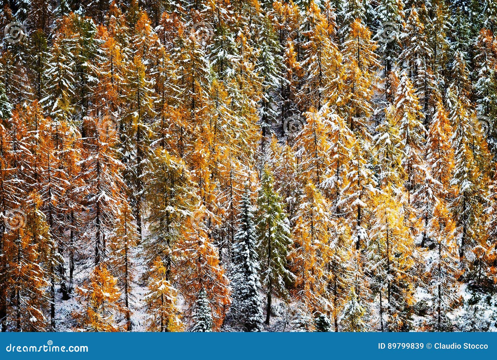 Larch forest with snow stock image. Image of forest, valley - 89799839
