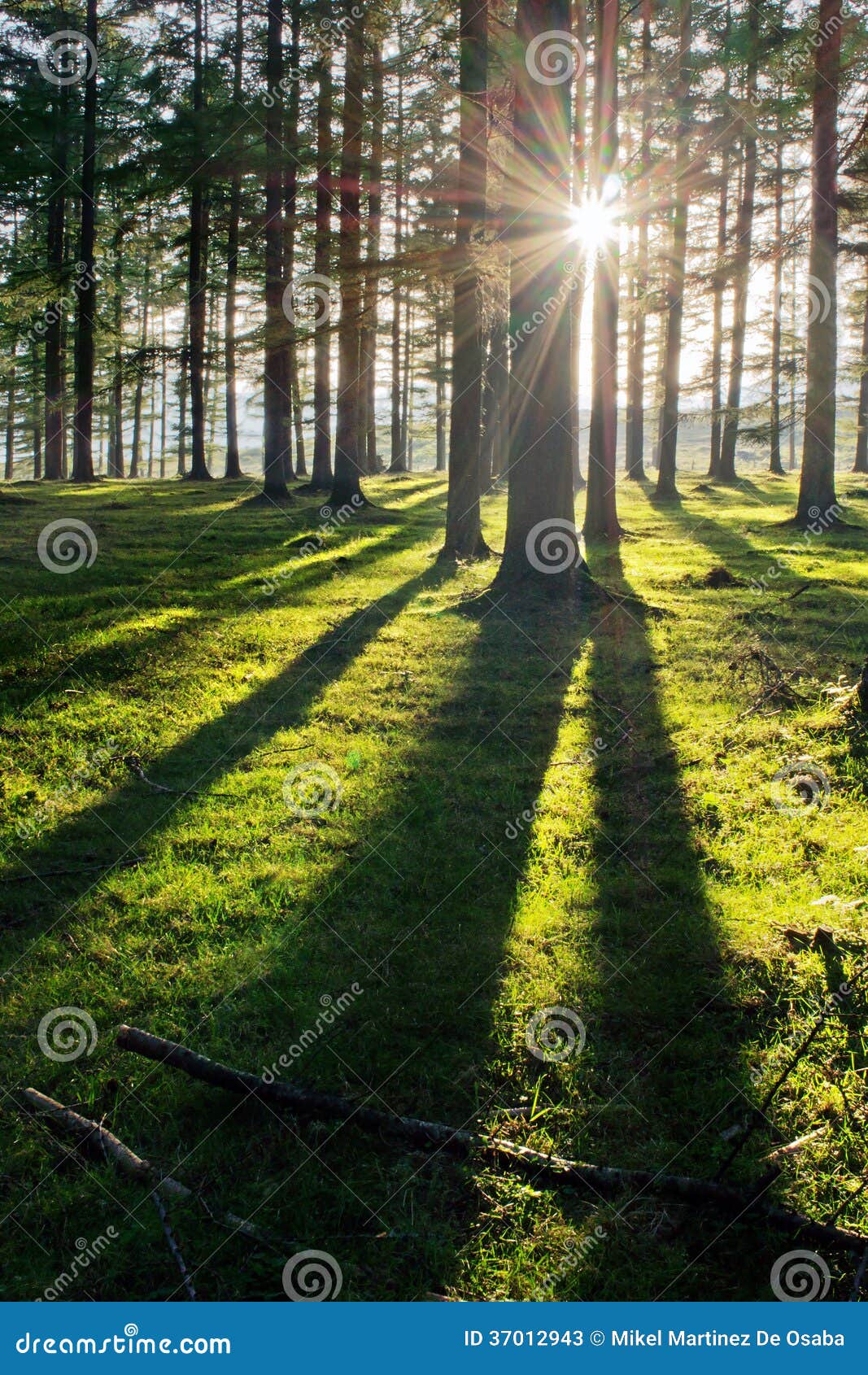 Larch Forest with Sunlight and Shadows Stock Image - Image of landscape ...