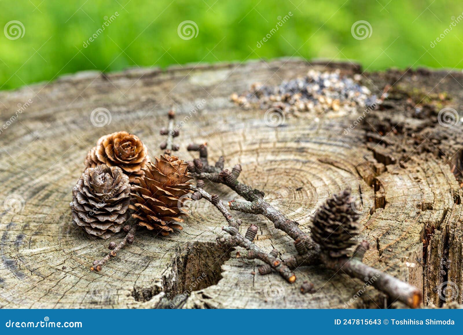 Landscape of Forest Larch Cone and Stumps. Stock Image - Image of macro ...