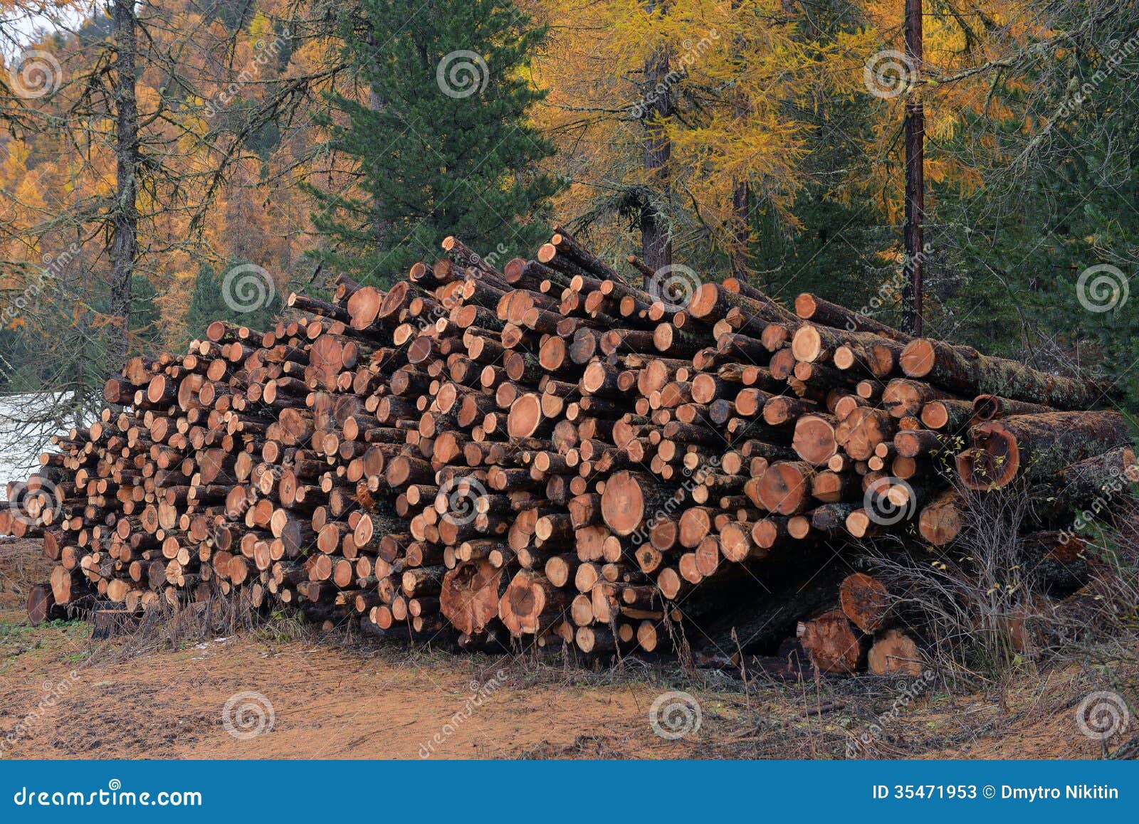 Larch logs at logging stock image. Image of stack, grain - 35471953