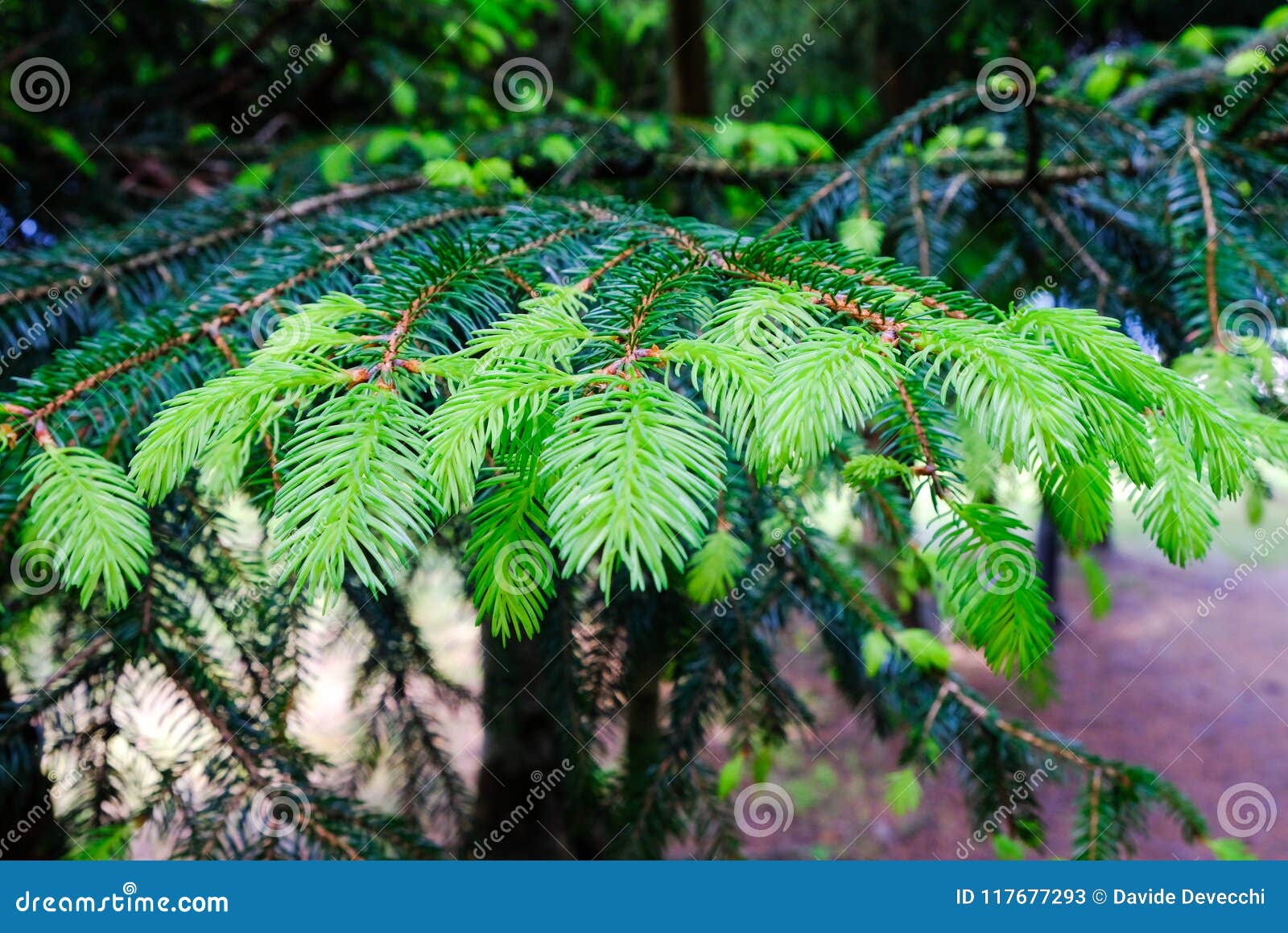 Larch Needles during Spring Stock Image - Image of branch, decoration ...