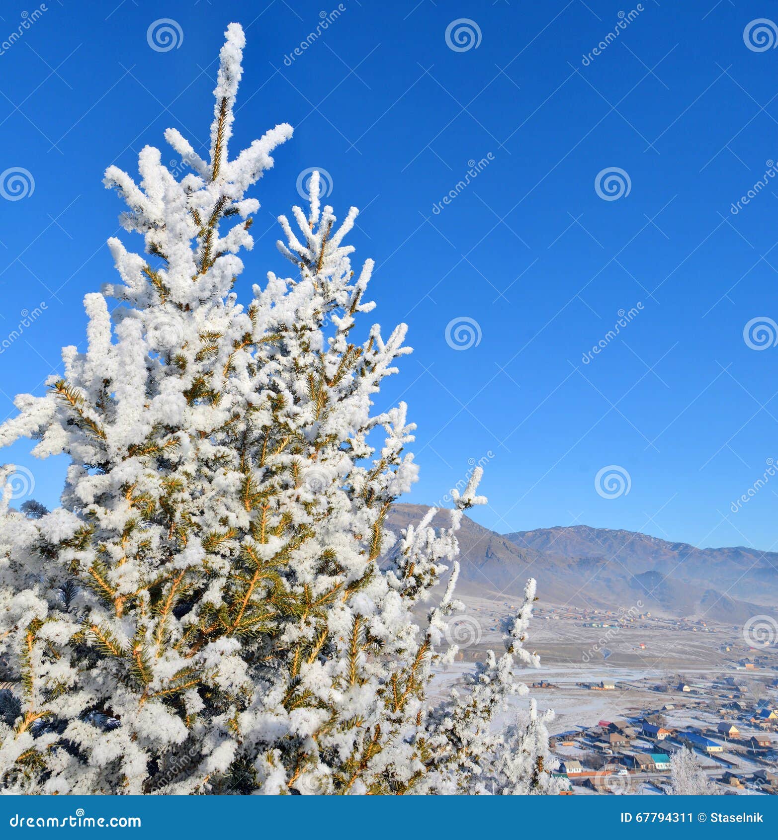 Larch in Snow, Siberia Russia Stock Image - Image of cold, russia: 67794311