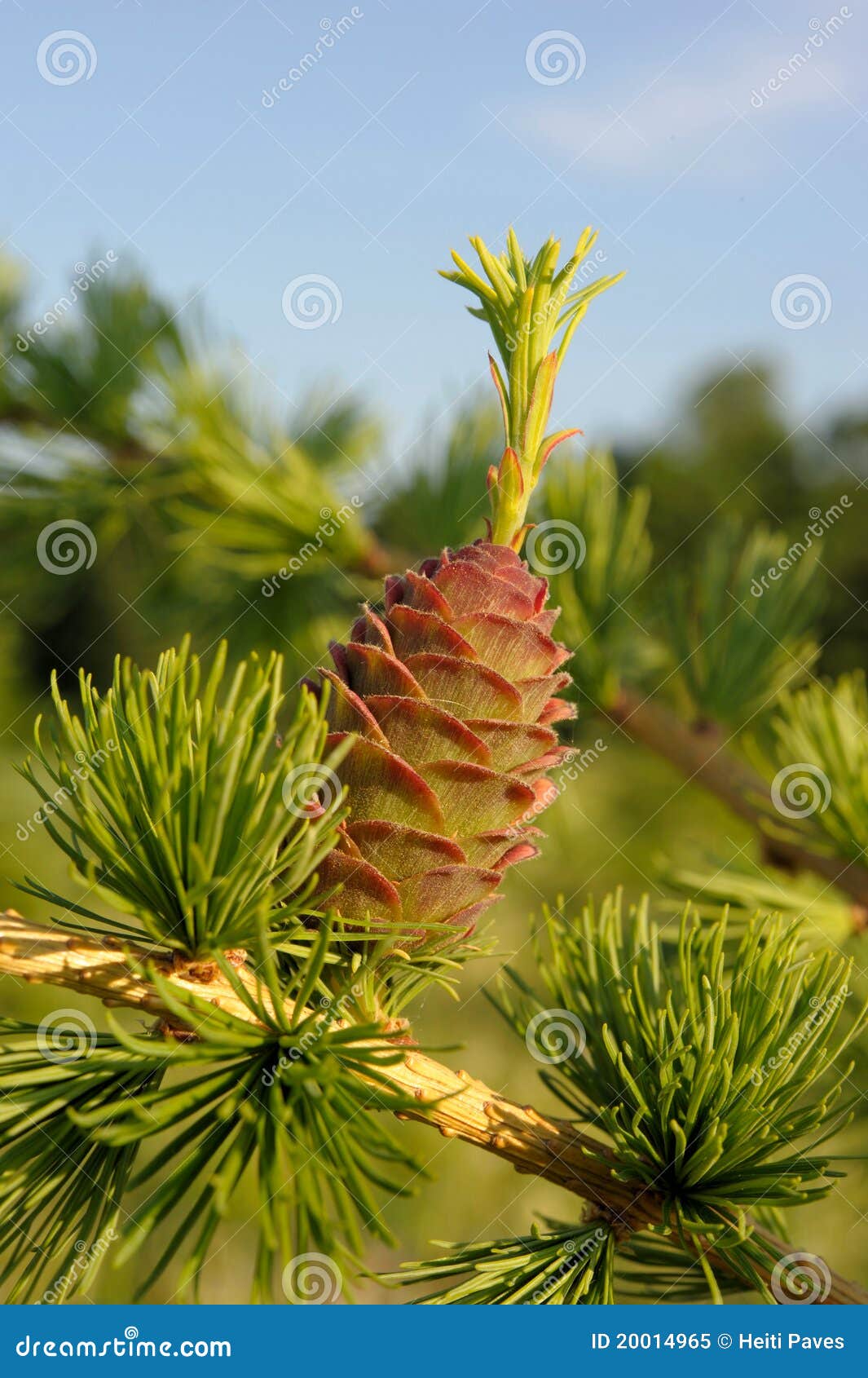 Larch strobile stock image. Image of europe, cone, forest - 20014965