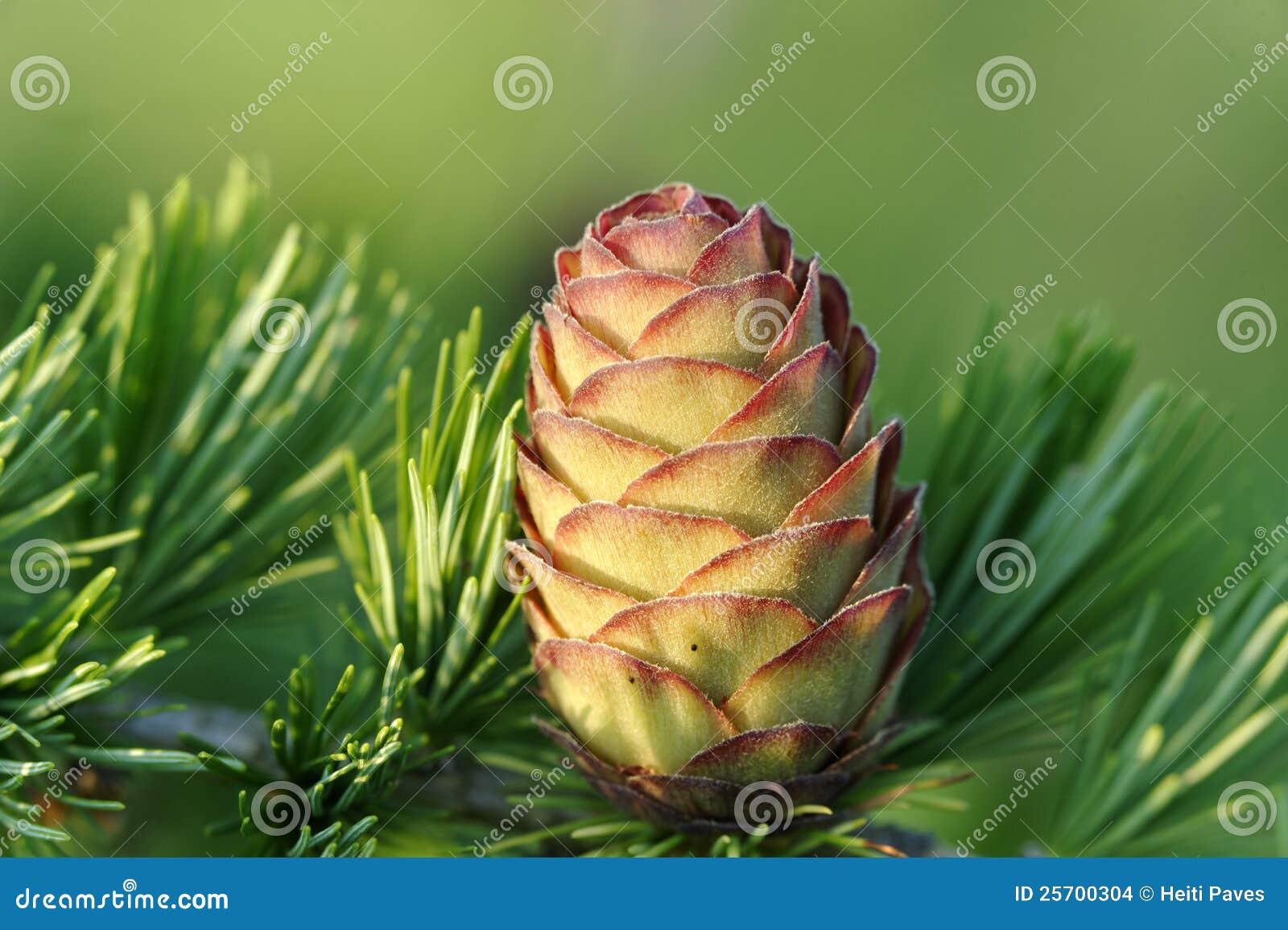 Larch strobile stock photo. Image of plant, strobile - 25700304