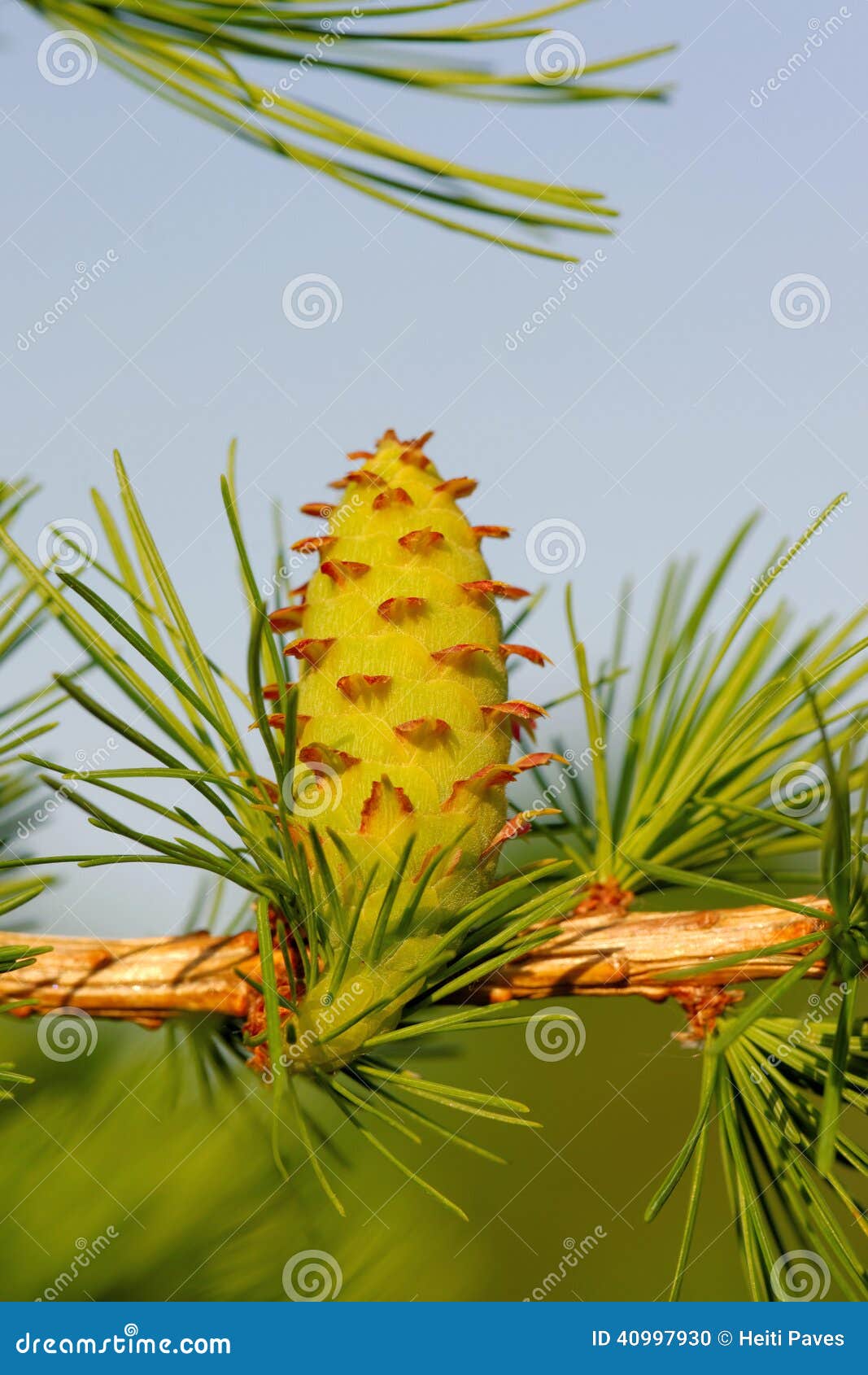 Larch strobile stock photo. Image of ovulate, conifer - 40997930