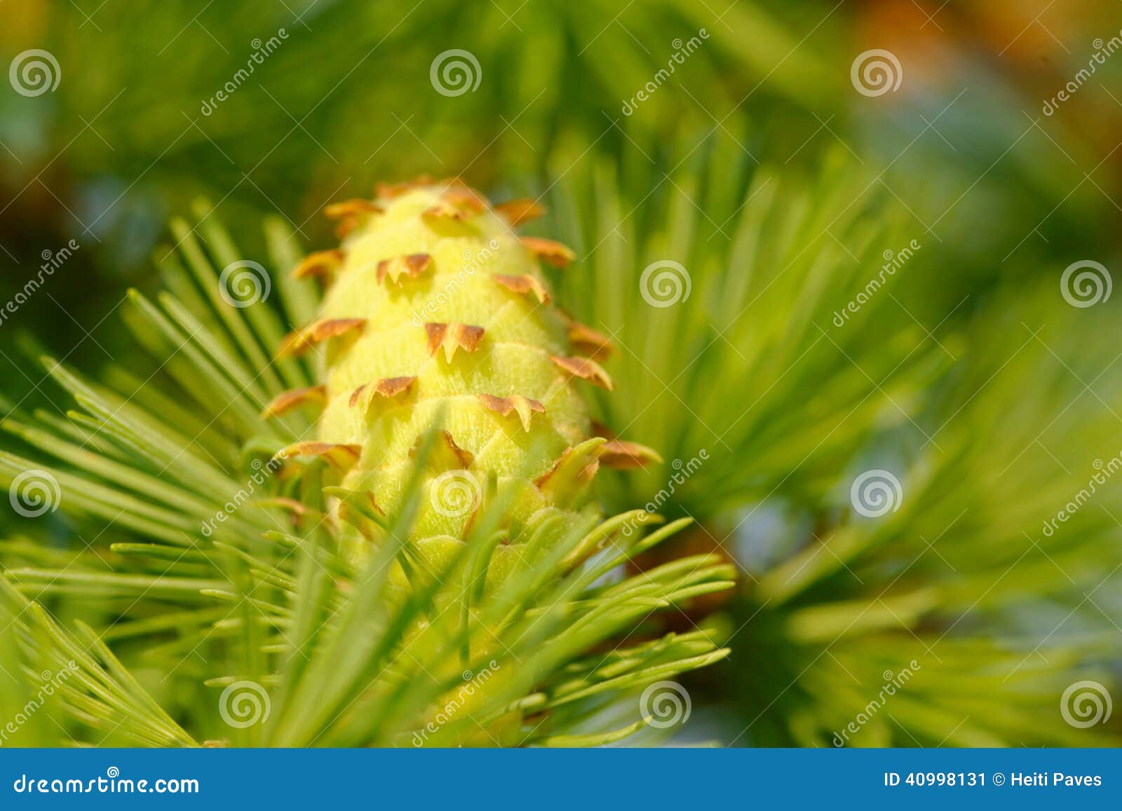 441 Ovulate Cone Stock Photos - Free & Royalty-Free Stock Photos from ...
