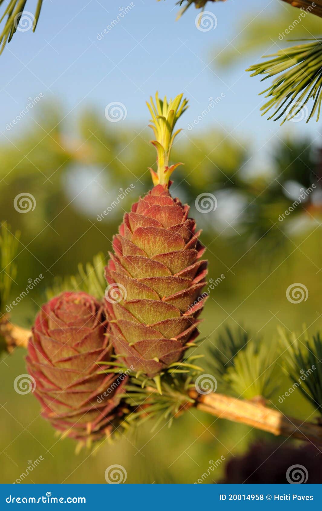 Larch strobiles stock photo. Image of cone, forest, strobile - 20014958