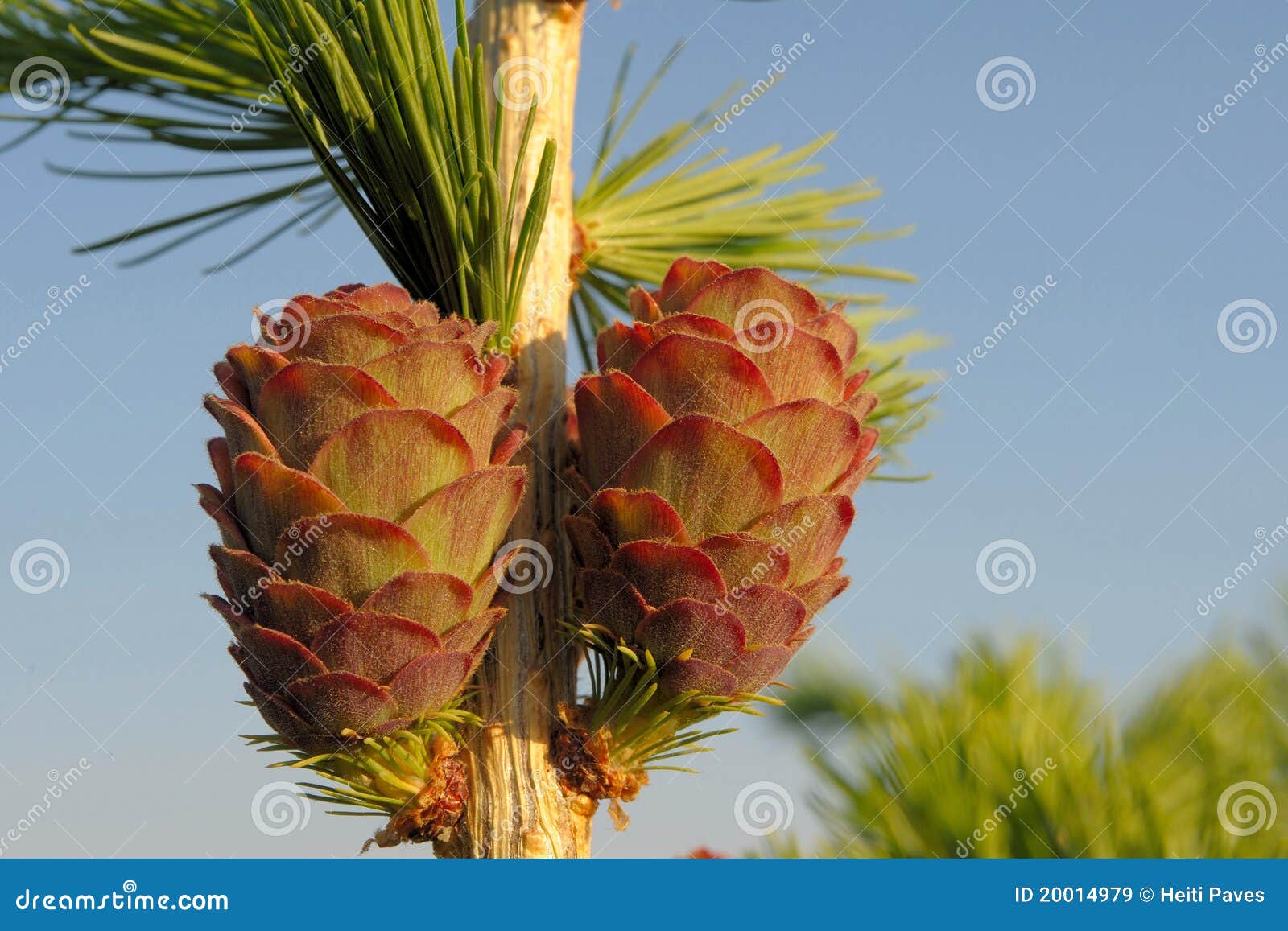 Larch strobiles stock image. Image of strobile, wildlife - 20014979