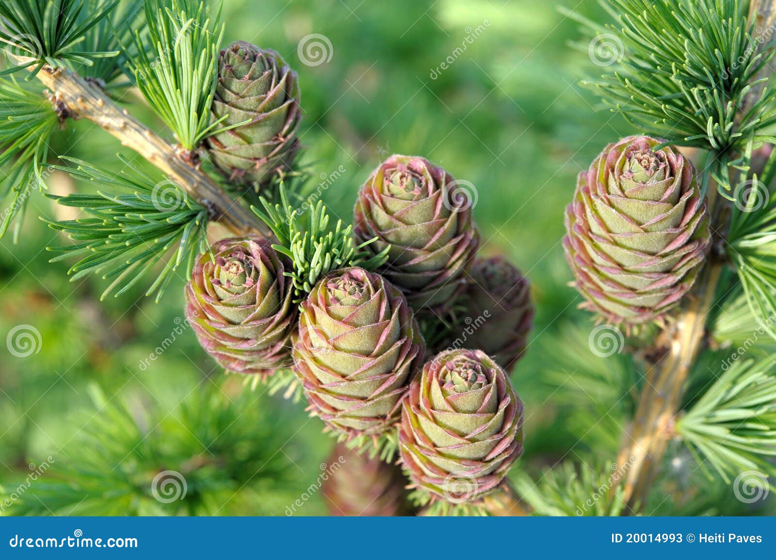 Larch strobiles stock image. Image of tree, nature, europe - 20014993