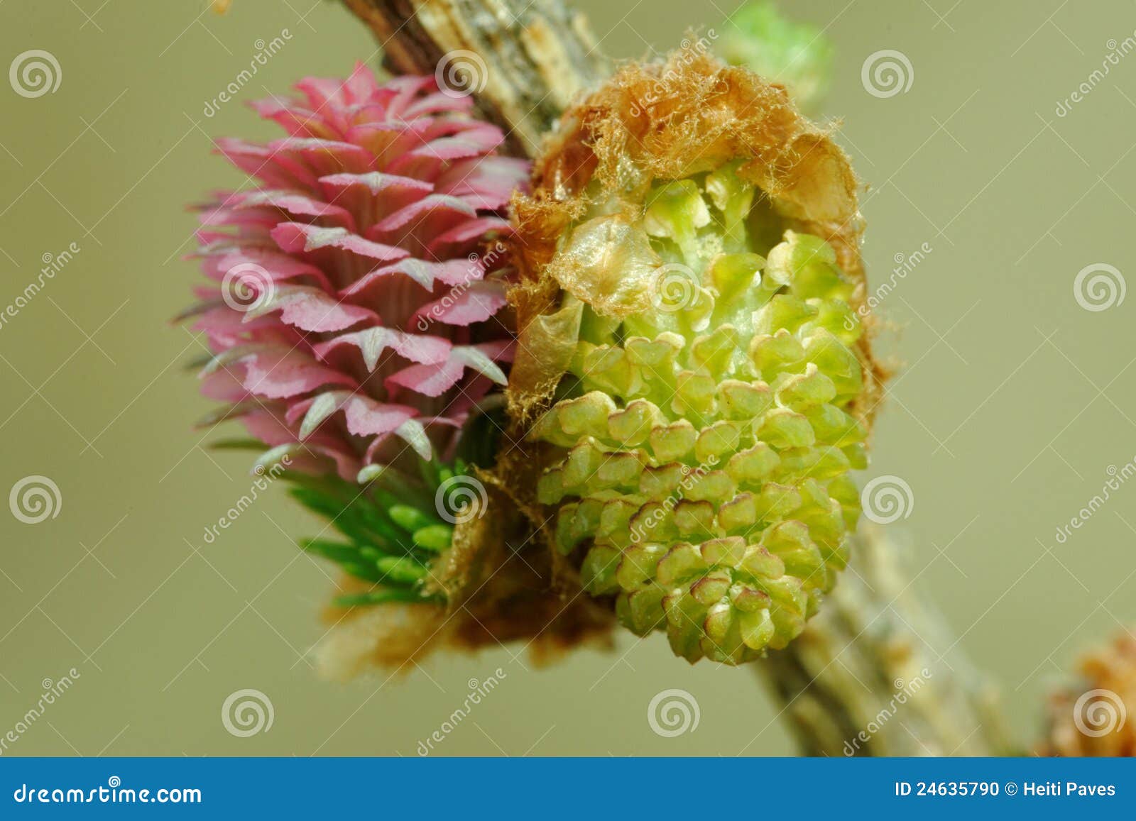 Larch strobiles stock photo. Image of forest, strobilus - 24635790