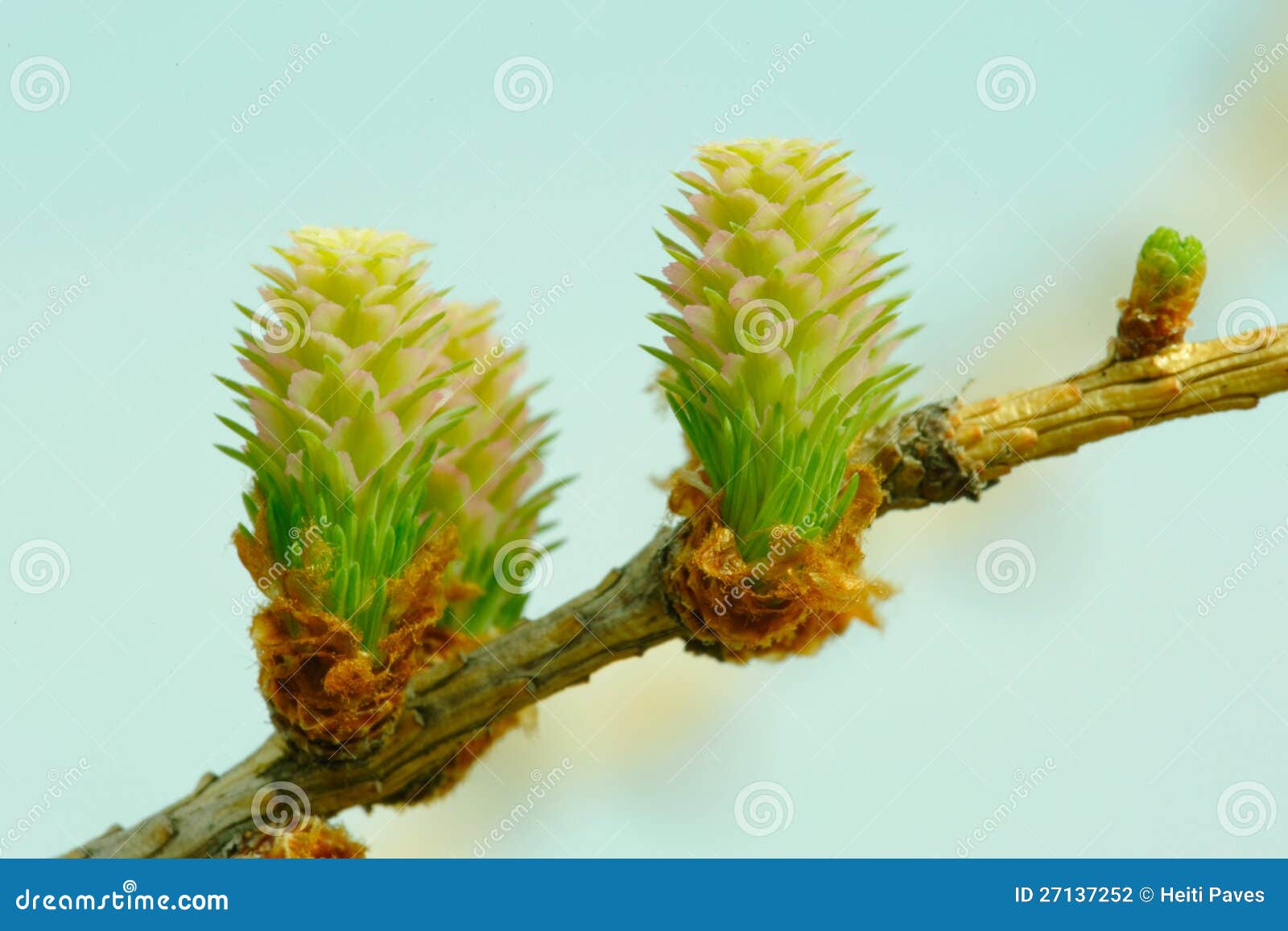 Larch strobiles stock photo. Image of nature, pink, strobilus - 27137252