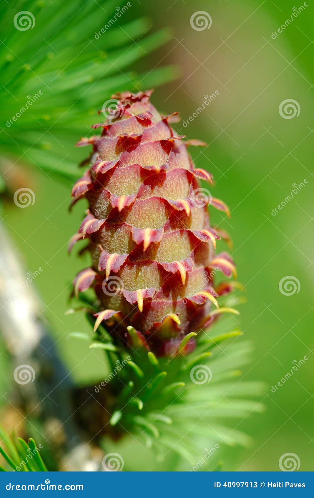 Larch strobiles stock image. Image of larix, strobilus - 40997913