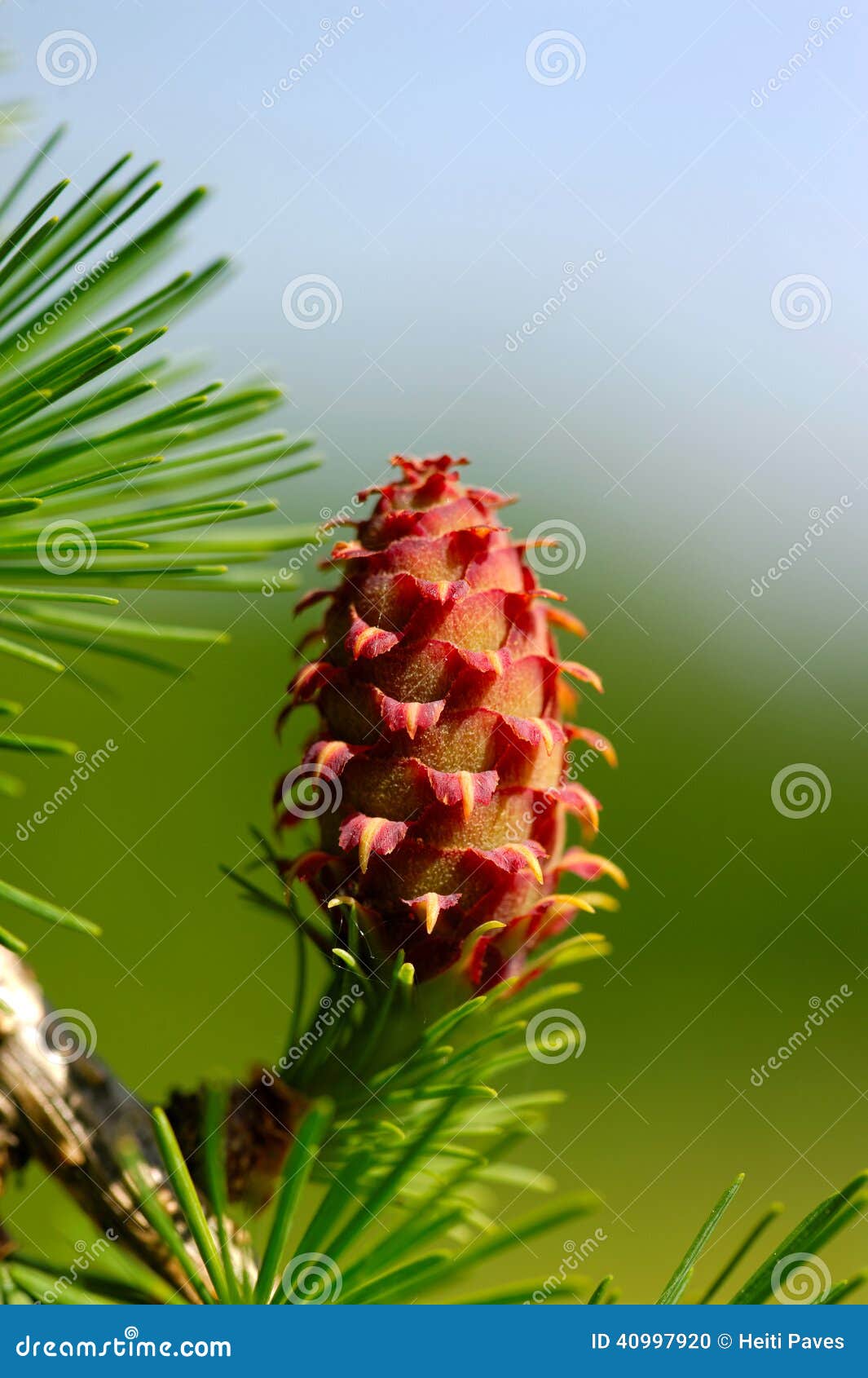 Larch strobiles stock photo. Image of flower, forest - 40997920
