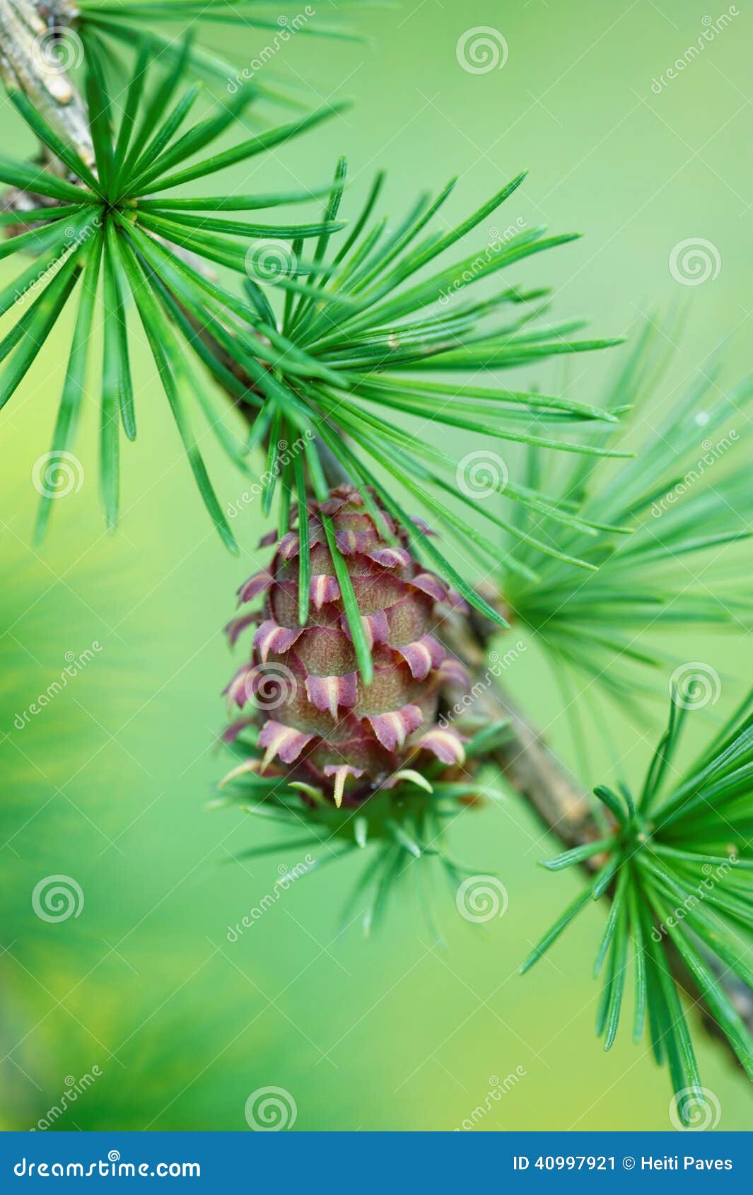 Larch strobiles stock image. Image of tree, flower, larch - 40997921