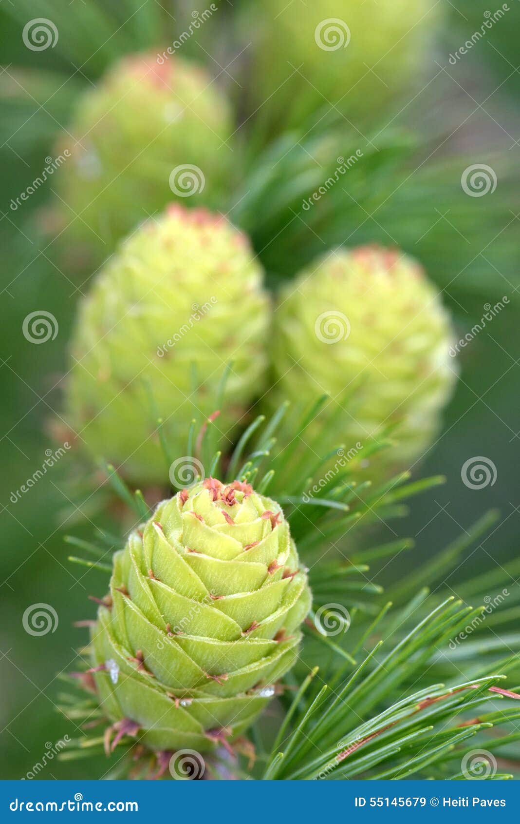 Larch strobiles stock image. Image of flower, tree, larix - 55145679