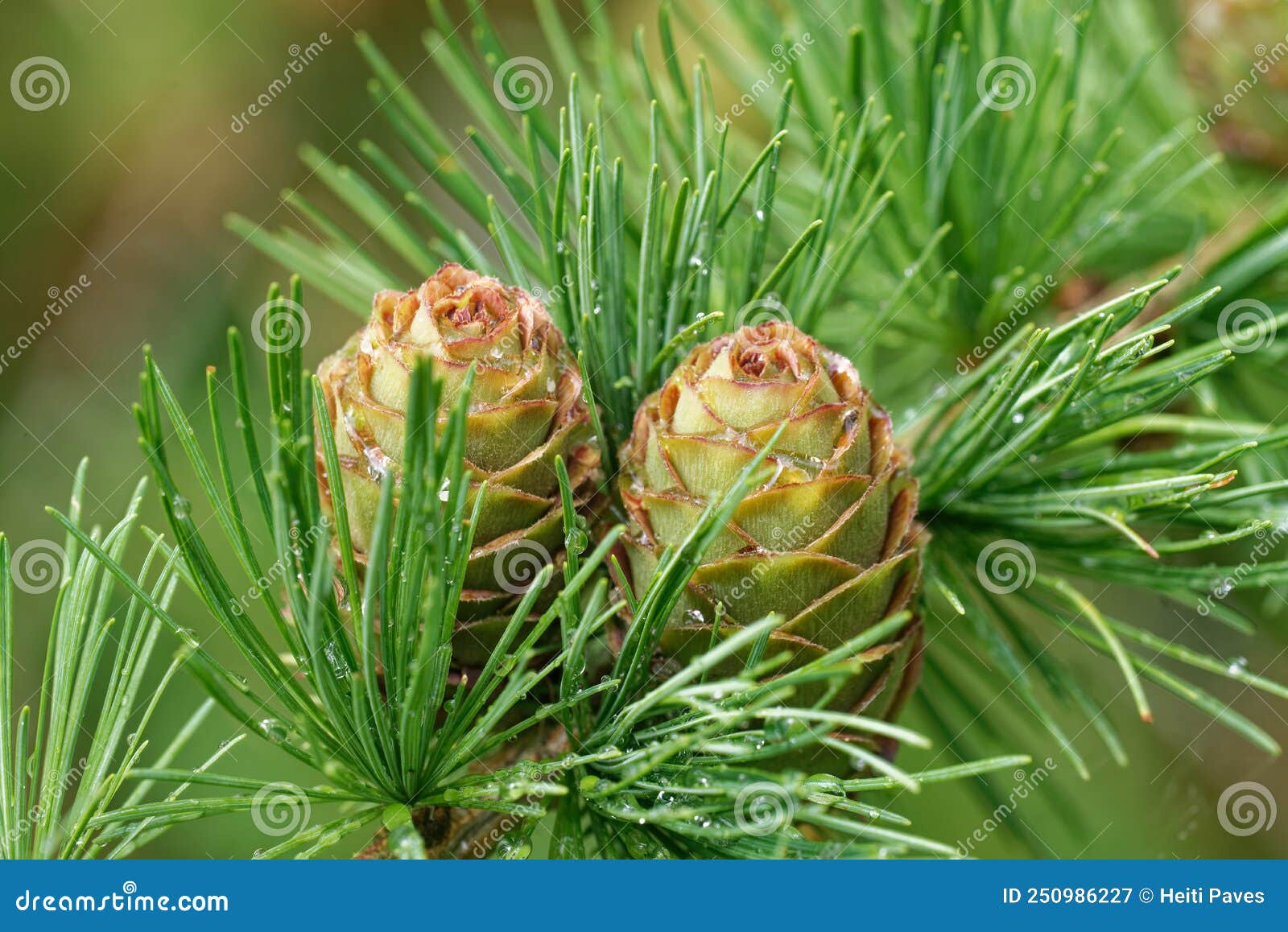 Larch Strobili: Two Young Ovulate Cones with Raindrops Stock Image ...