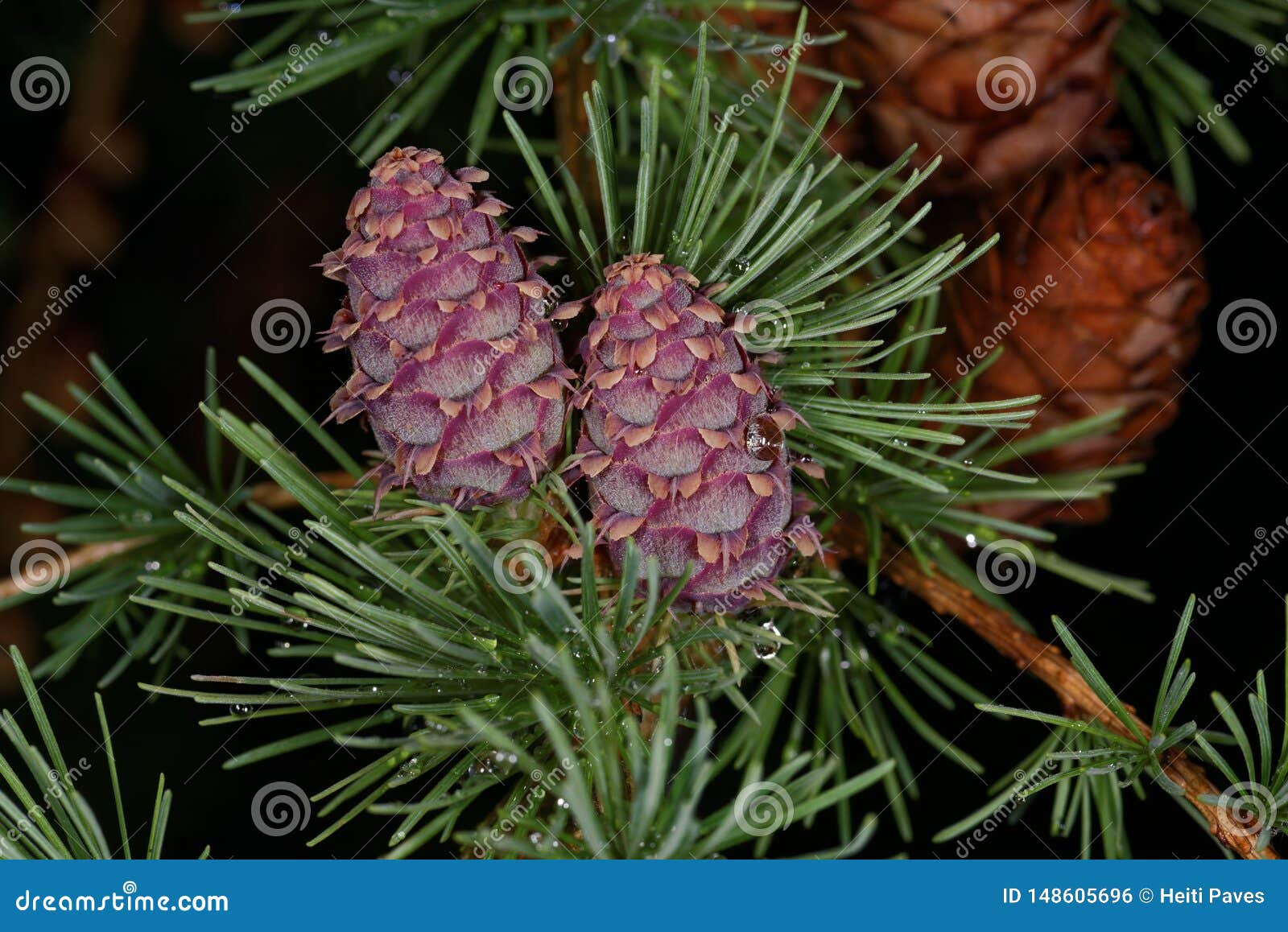 Female Larch strobili stock photo. Image of cone, megastrobilus - 148605696
