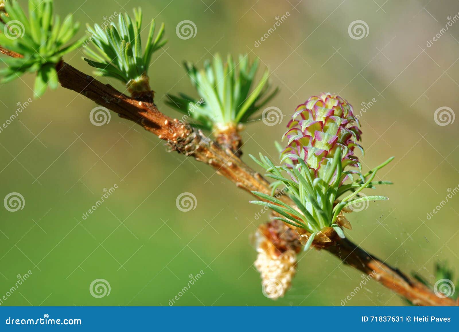 Larch strobili stock image. Image of forest, ovulate - 71837631