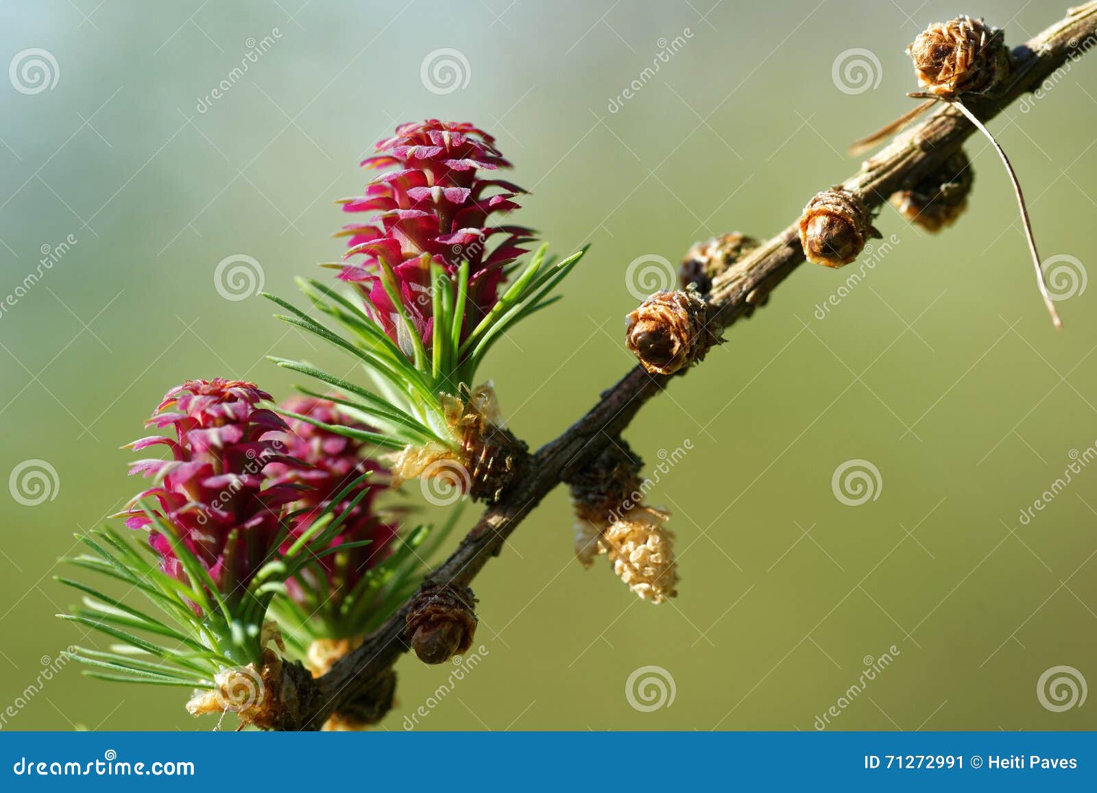 Larch strobili stock image. Image of microsporophylls - 71272991
