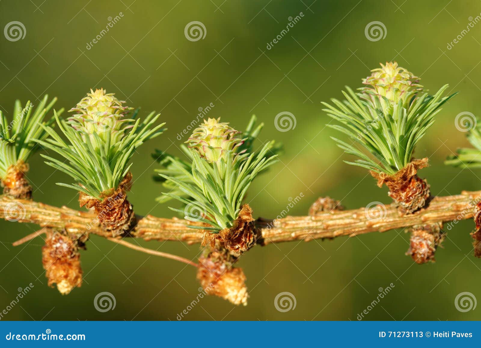 Larch strobili stock image. Image of microstrobilus, forest - 71273113