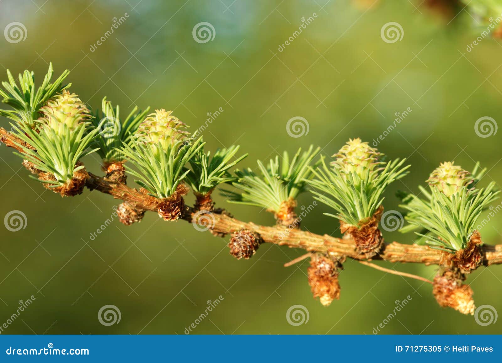 Larch strobili stock image. Image of male, conifer, microsporophylls ...