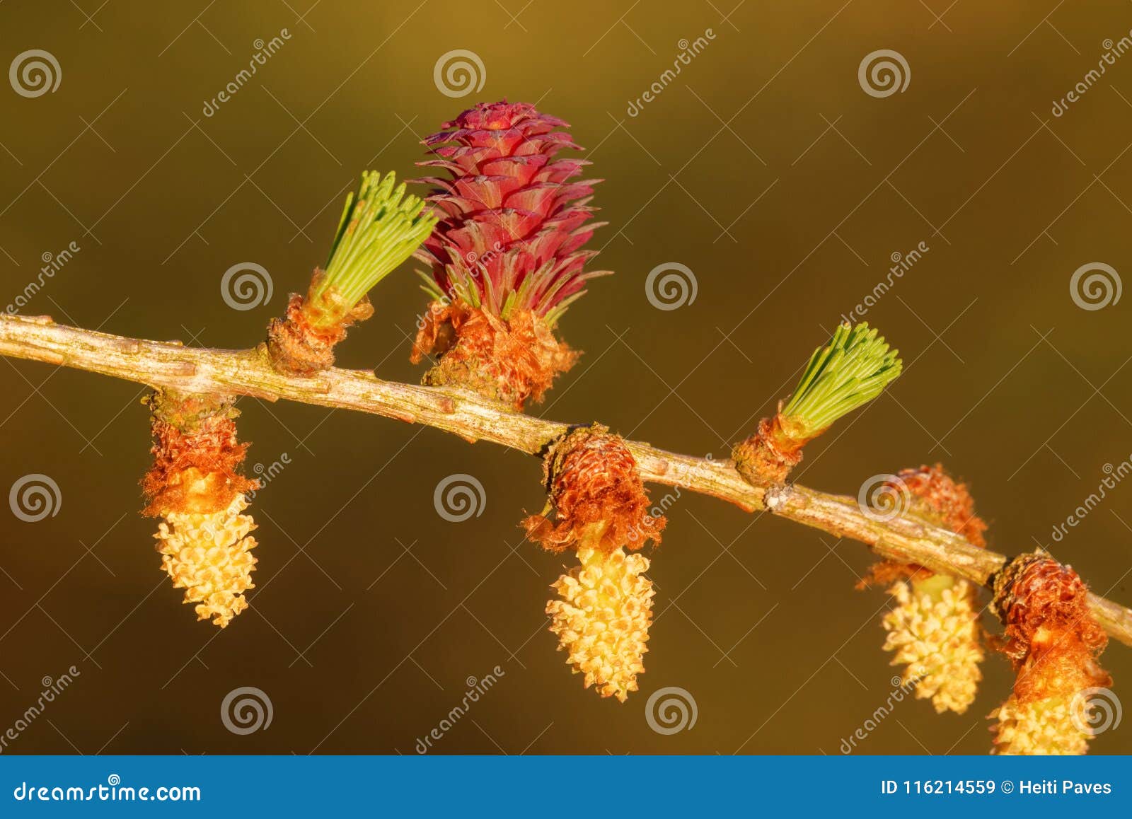 Larch strobili stock image. Image of microstrobilus - 116214559