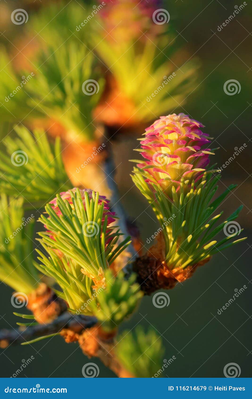 Larch strobili stock image. Image of strobilus, conifer - 116214679