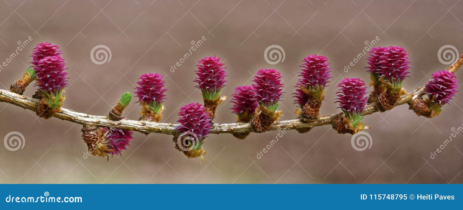 Larch strobili stock image. Image of megastrobilus, strobilus - 115748795