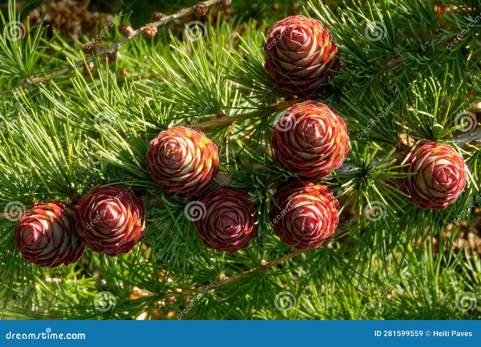 Larch Strobili: Young Ovulate Cones Stock Image - Image of pollen ...