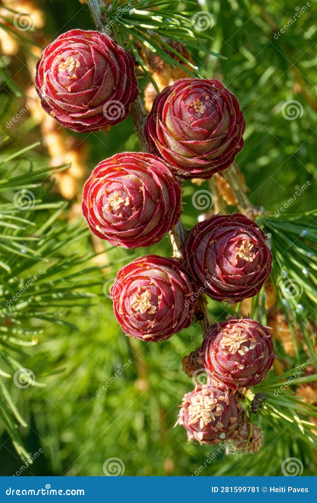 Larch Strobili: Young Ovulate Cones Stock Image - Image of ...