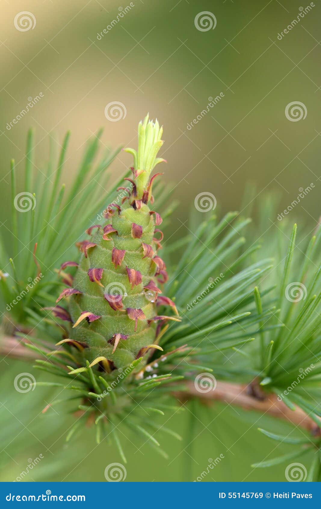 Larch strobilus stock image. Image of sporophylls, forest - 55145769