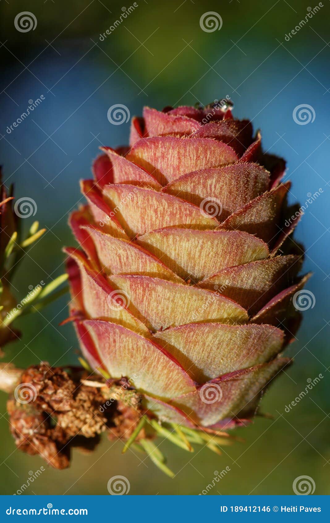Larch Strobilus, an Ovulate Cone Stock Photo - Image of female ...