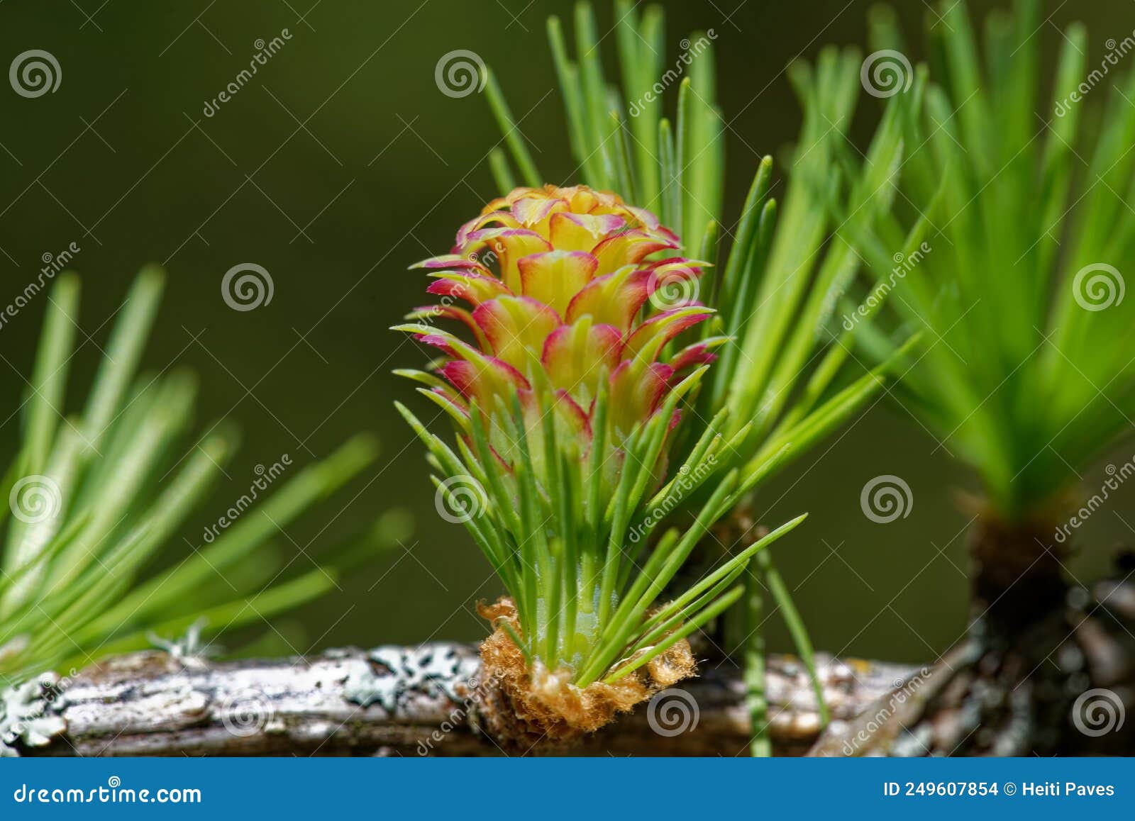 Larch Strobilus: a Young Ovulate Cone Stock Photo - Image of wild ...
