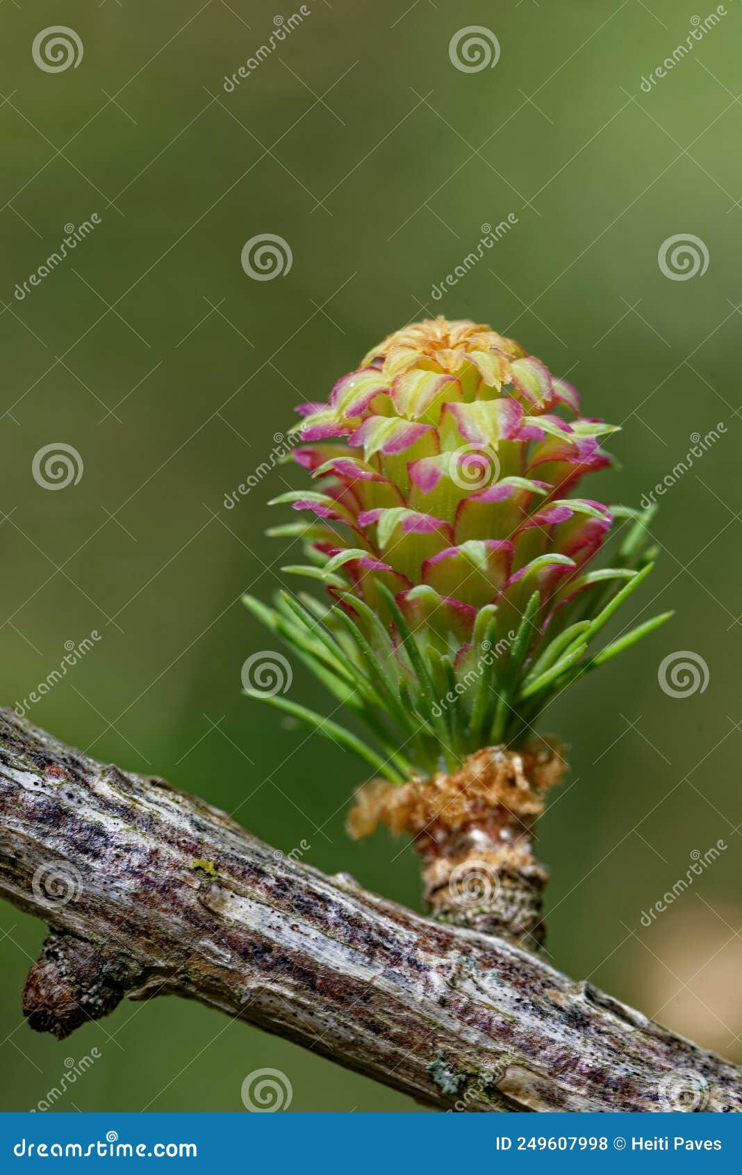 Larch Strobilus: a Young Ovulate Cone Stock Photo - Image of forest ...