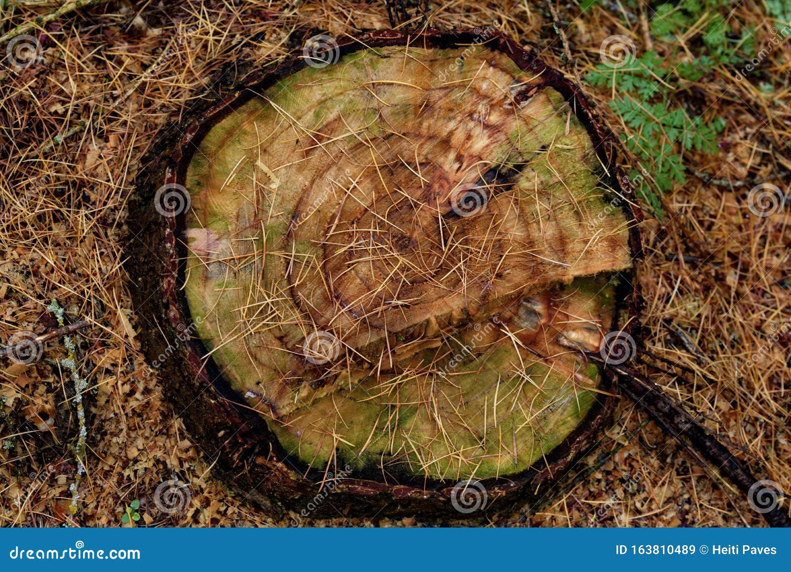 Larch stump stock image. Image of needle, larch, green - 163810489
