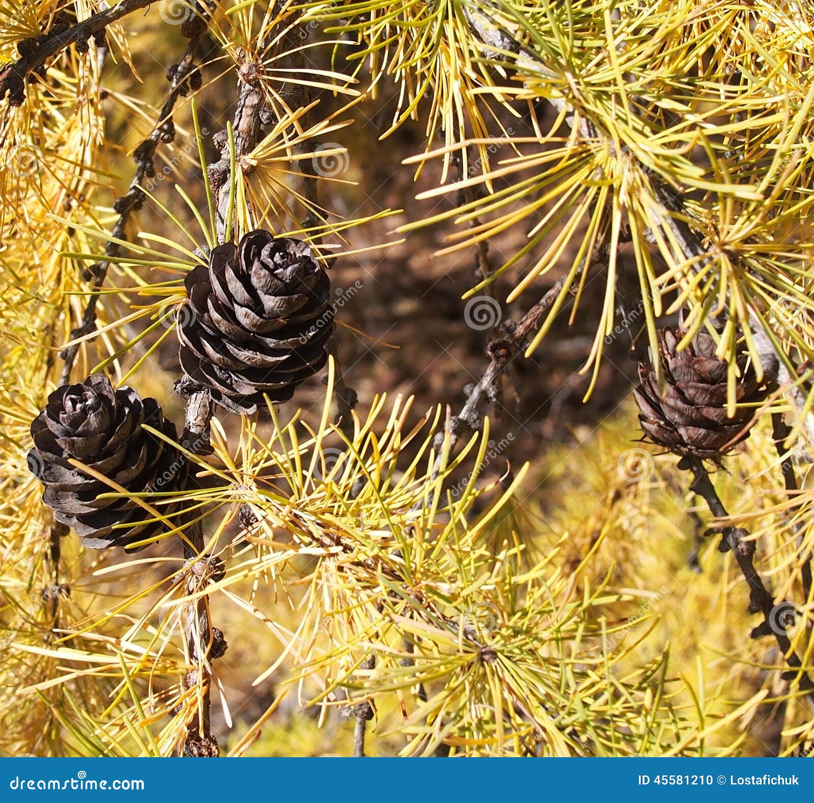 Larch or Tamarack Cones in Autumn Stock Photo - Image of deciduous ...