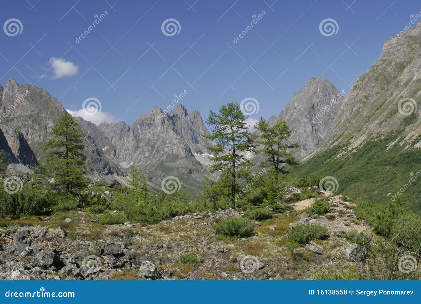 Larch in the Transbaikal Mountains Stock Photo - Image of power, peak ...
