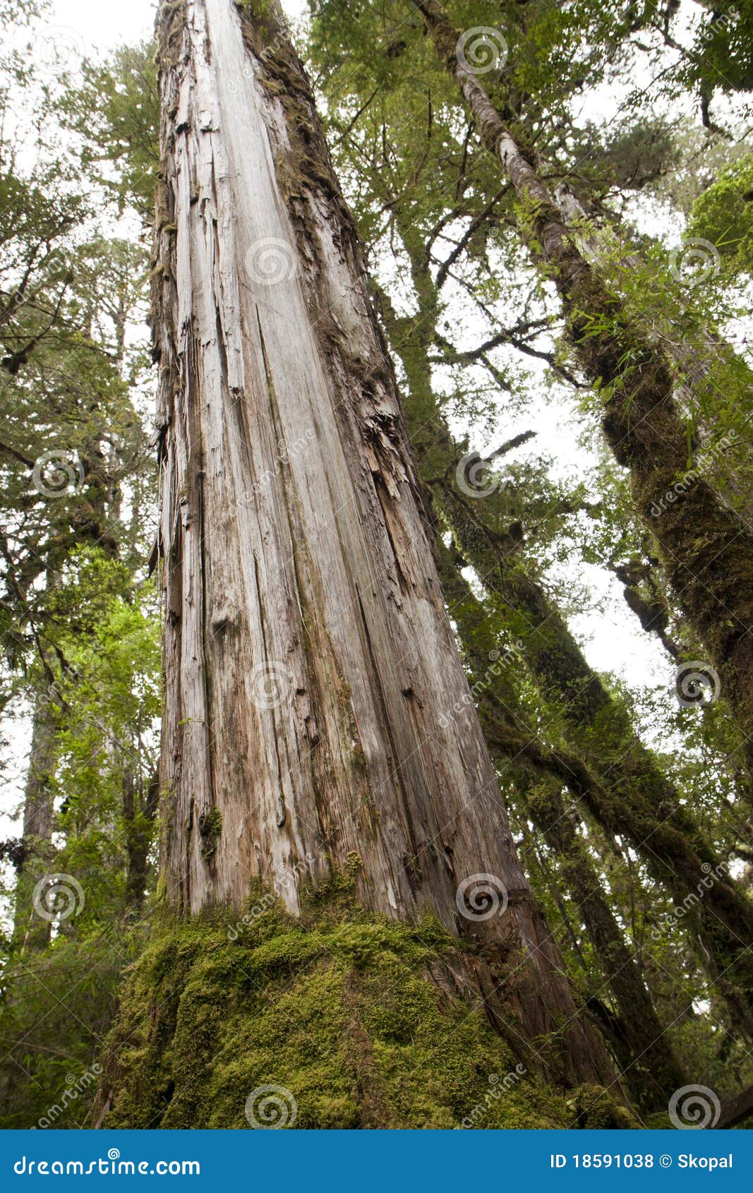 Larch tree stock photo. Image of nature, larch, wood - 18591038
