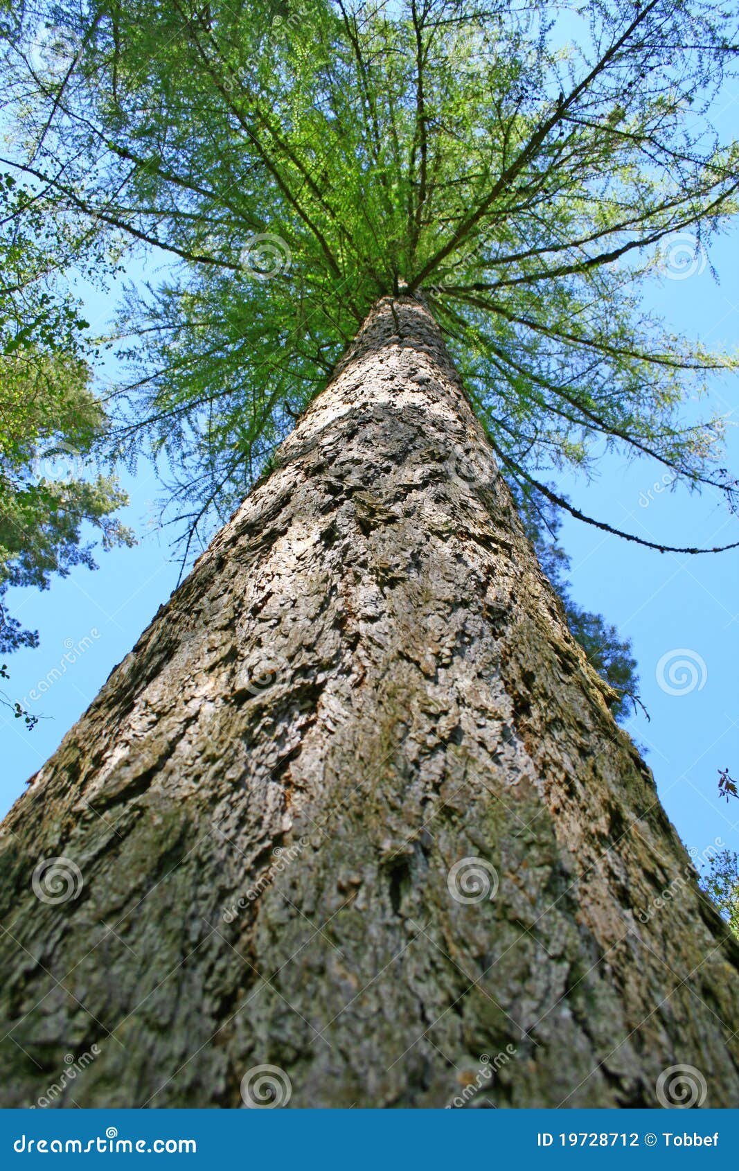 Larch tree stock photo. Image of forest, environment - 19728712