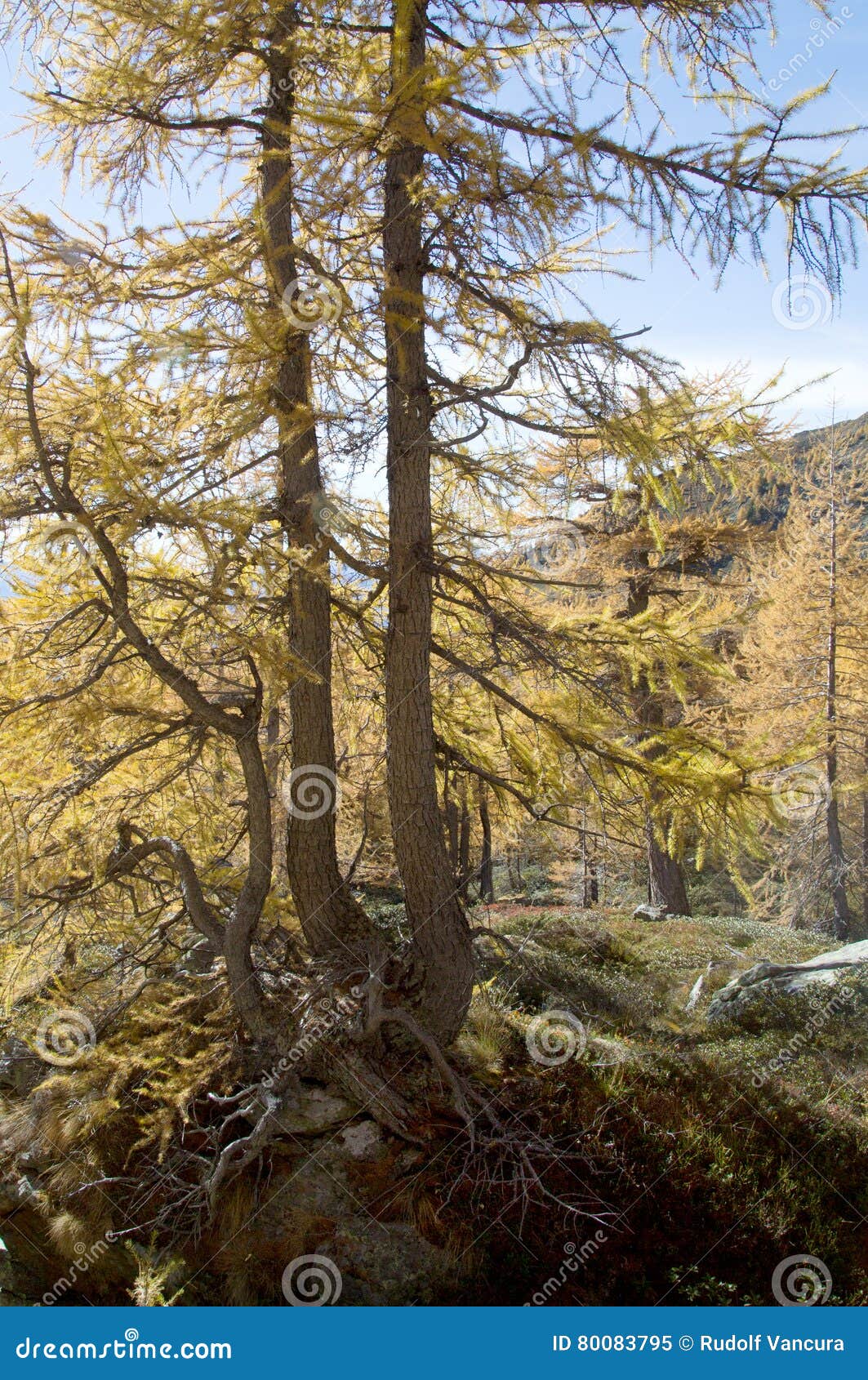 Alpine Forest In Arthur Pass National Park, New Zealand. Stock ...