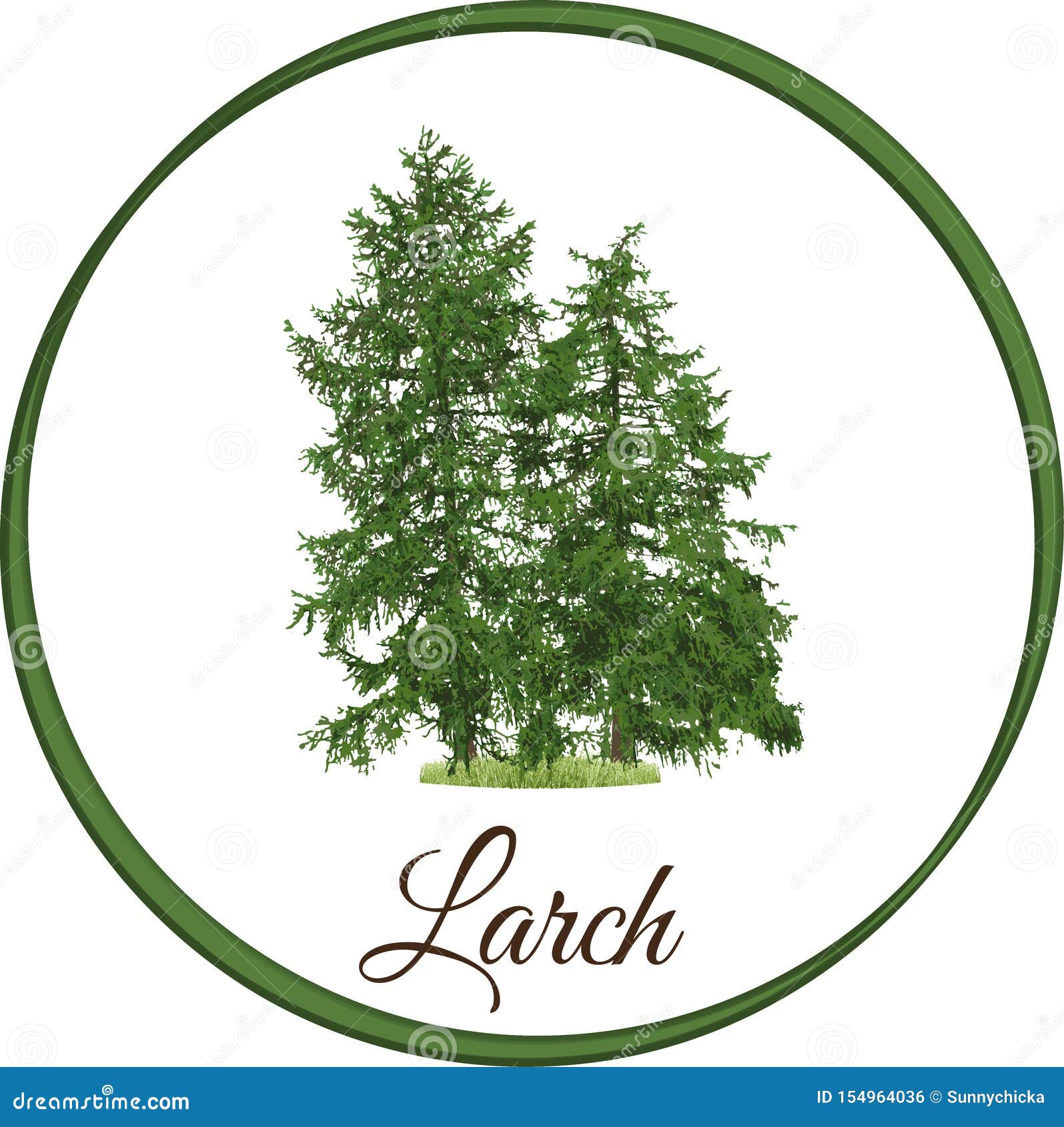 Larch Tree As Vector Drawn Conifer Evergreen Stock Vector ...